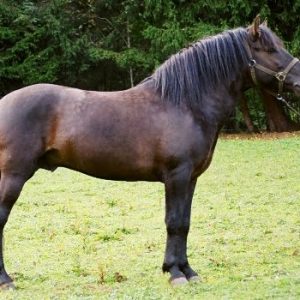 Rase de cai renumite pentru frumusețea lor. Care sunt rasele de cai ...