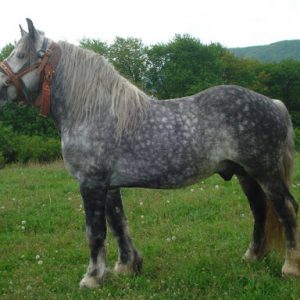 Rase de cai renumite pentru frumusețea lor. Care sunt rasele de cai ...