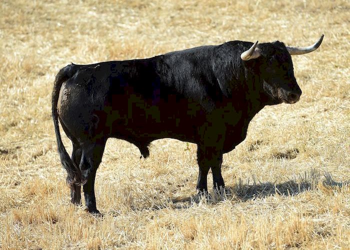 Diferența dintre bou și taur. Ce trăsături definește aceste animale ...