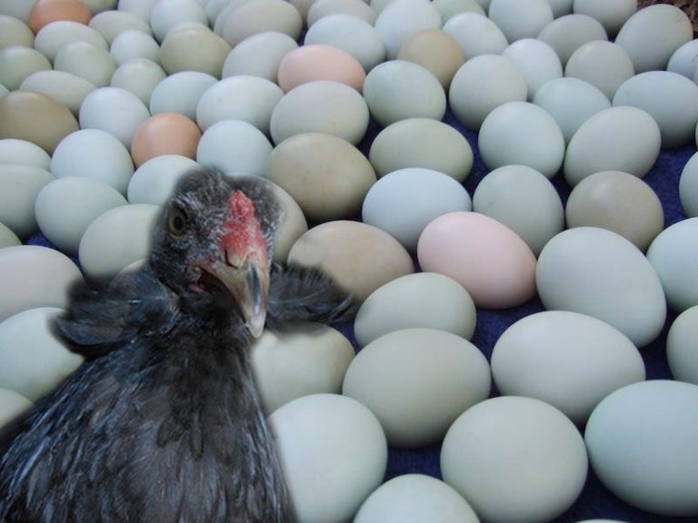 Ouă fără colesterol de la rasa de găini Araucana. Cum se cresc păsările ...