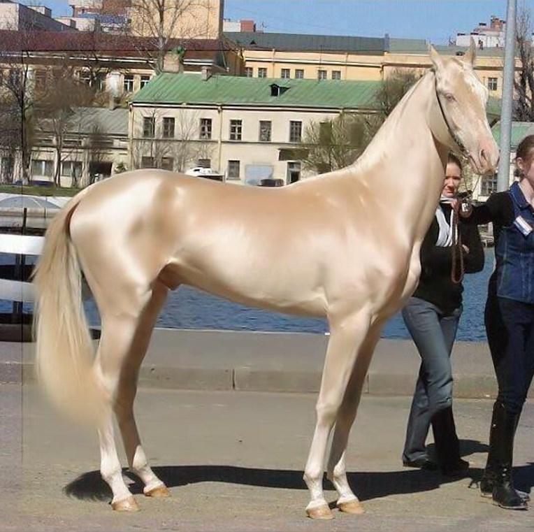 Rase de cai renumite pentru frumusețea lor. Care sunt rasele de cai ...