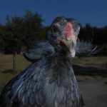 Ouă fără colesterol de la rasa de găini Araucana. Cum se cresc păsările ...
