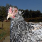 Ouă fără colesterol de la rasa de găini Araucana. Cum se cresc păsările ...