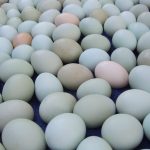 Ouă fără colesterol de la rasa de găini Araucana. Cum se cresc păsările ...