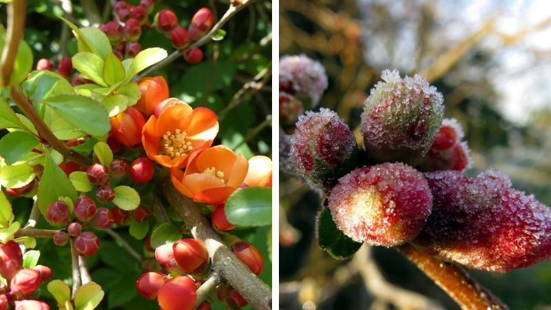 Cum se plantează și îngrijește gutuiul japonez, arbustul care stă ...
