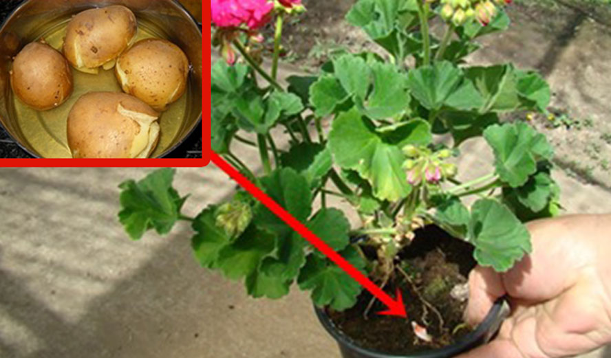 Ce să pui la rădăcina plantelor ca să le readuci la viață. Trucuri de ...