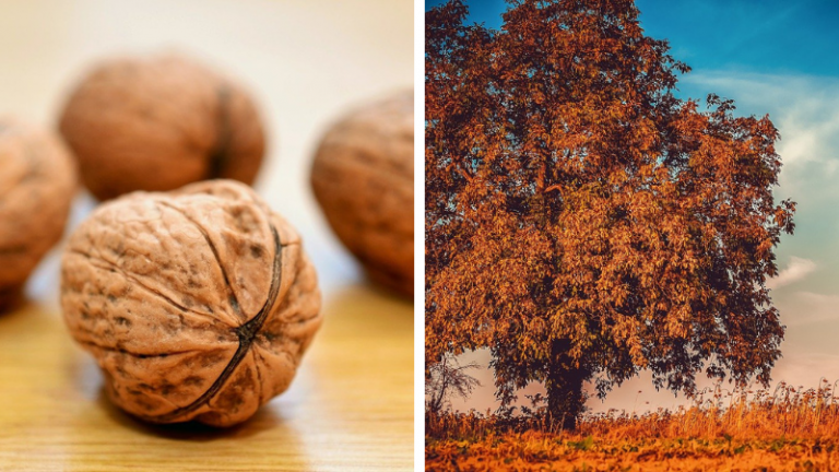 Legenda nucului. Care este blestemul celui care plantează un nuc în ...
