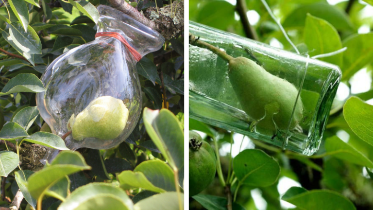 Para în sticlă, o idee inedită. Cum se poate pune fructul în sticla cu ...