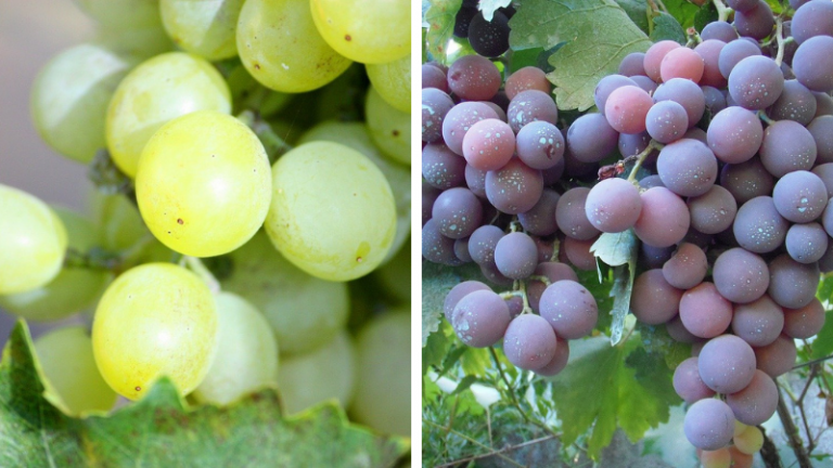 Struguri ananas, Coarna neagră și Victoria: soiuri de struguri ...