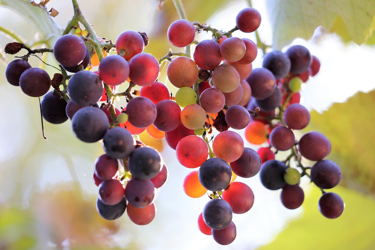 Struguri ananas, Coarna neagră și Victoria: soiuri de struguri ...