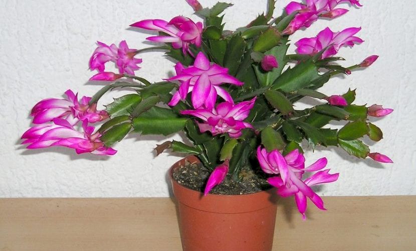 Cactusul de Crăciun va fi plin de flori daca urmati cateva sfaturi ...