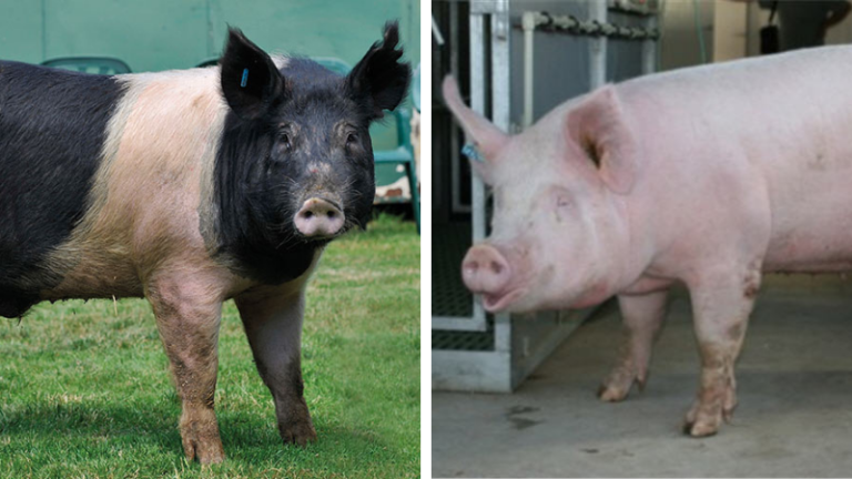 Rase de porci de carne. Care sunt rasele care dau cel mai mult ...