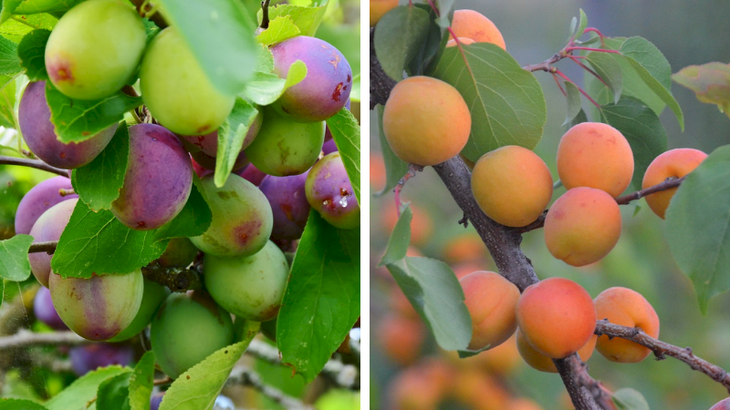 Stropiri pomi fructiferi schemă. Ce tratamente se folosesc în funcție ...