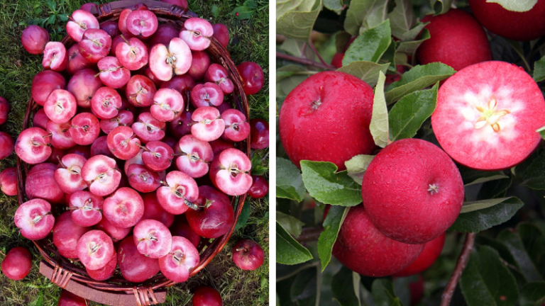 Unde se găsesc faimoasele mere Red Love, cu pulpa roșie și extrem de ...