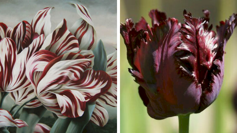 Specii de lalele deosebite: denumiri, specificații și imagini - Agromedia