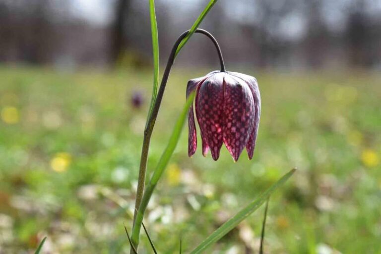 Specii de lalele deosebite: denumiri, specificații și imagini - Agromedia