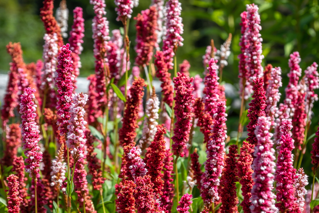 Iarba Neagră - cum se întrețin florile colorate Calluna vulgaris ...