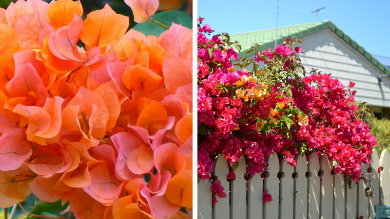 Floarea de hârtie - cum se îngrijește și înmulțește Bougainvillea ...