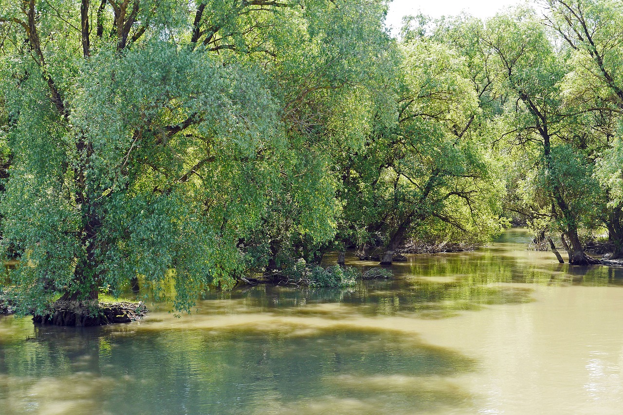 Delta Dunării ascunde cea mai nordică pădure subtropicală din lume. Cum ...
