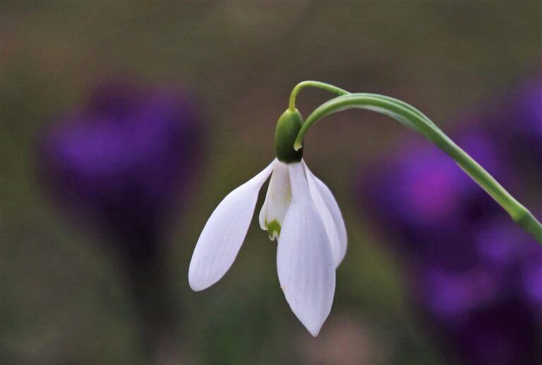 Ghiocelul - plantare, simbolistică și legende - Agromedia