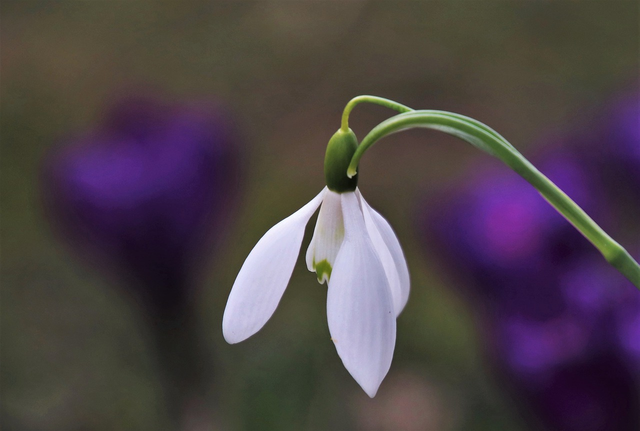 Ghiocelul - plantare, simbolistică și legende - Agromedia
