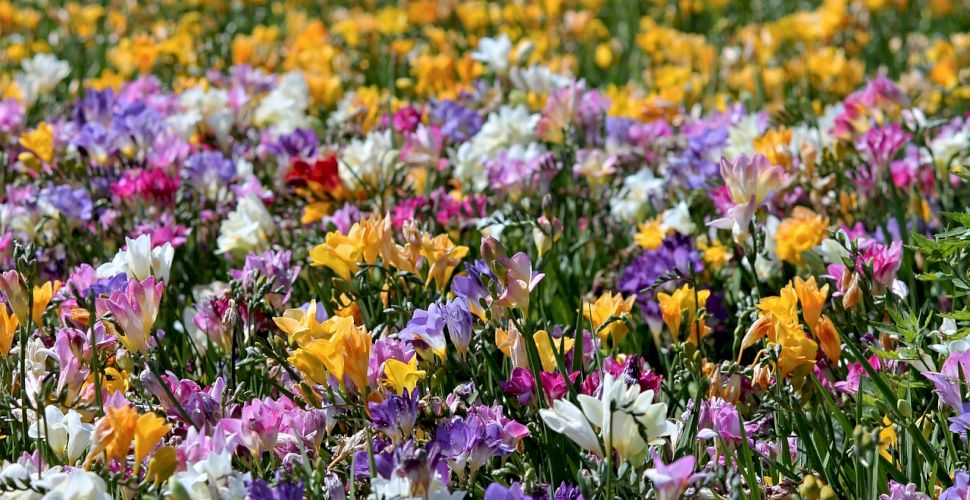 Cum se plantează freziile - ghid de îngrijire - Agromedia