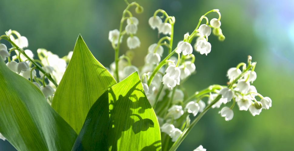 Cum se plantează lăcrămioarele, florile care aduc noroc în dragoste ...