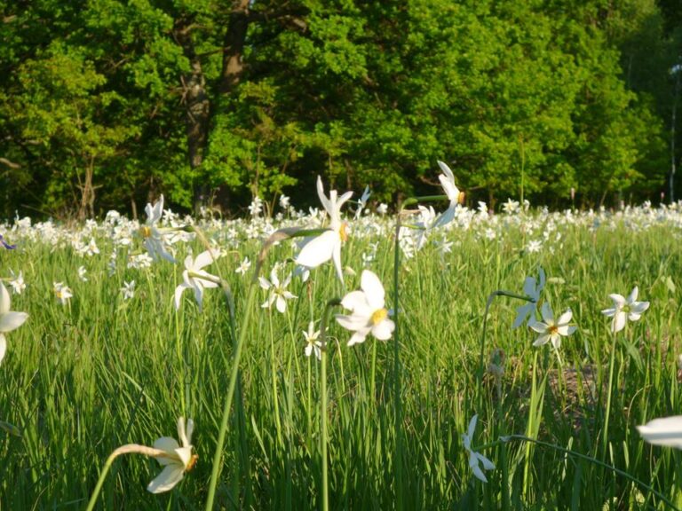 Rezervația naturală cu narcise Dumbrava Vădului, o poiană invadată de ...