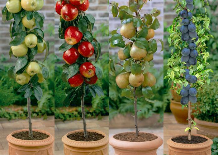 Eficiența pomilor fructiferi columnari (verticali): avantaje, plantare ...