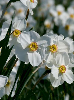 Agromedia - Știri din agricultură, APIA, ultimă oră
