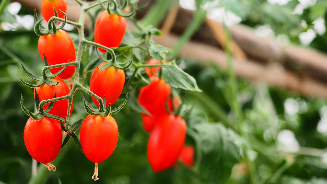 Boli la tomate: simptome, prevenire și combatere - Agromedia