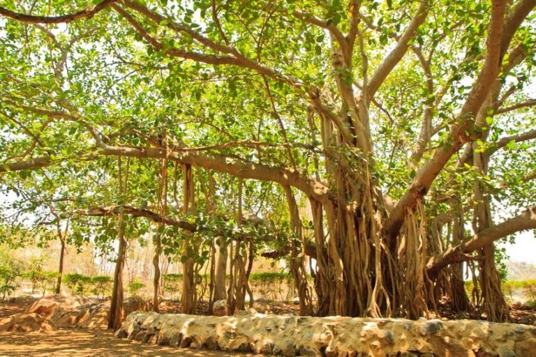 Agromedia - Știri din agricultură, APIA, ultimă oră