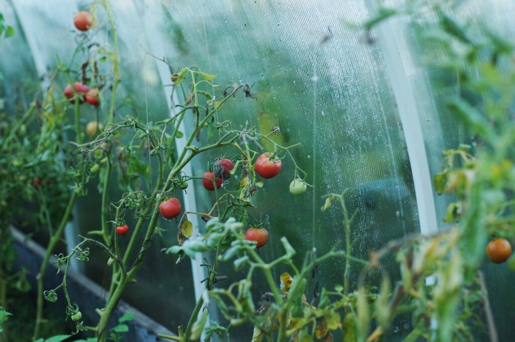 Roșii în solar. Pregătirea terenului, plantare, îngrijirea culturii ...