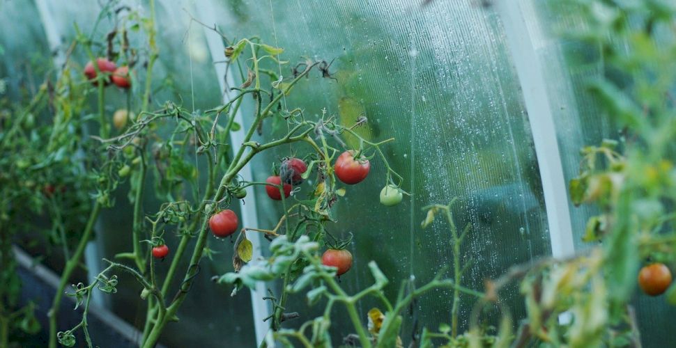 Roșii în solar. Pregătirea terenului, plantare, îngrijirea culturii ...