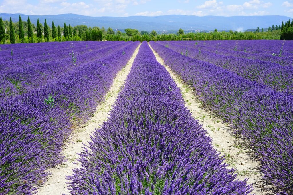 Cum se cultivă lavanda în România: factori de mediu, soiuri și ...