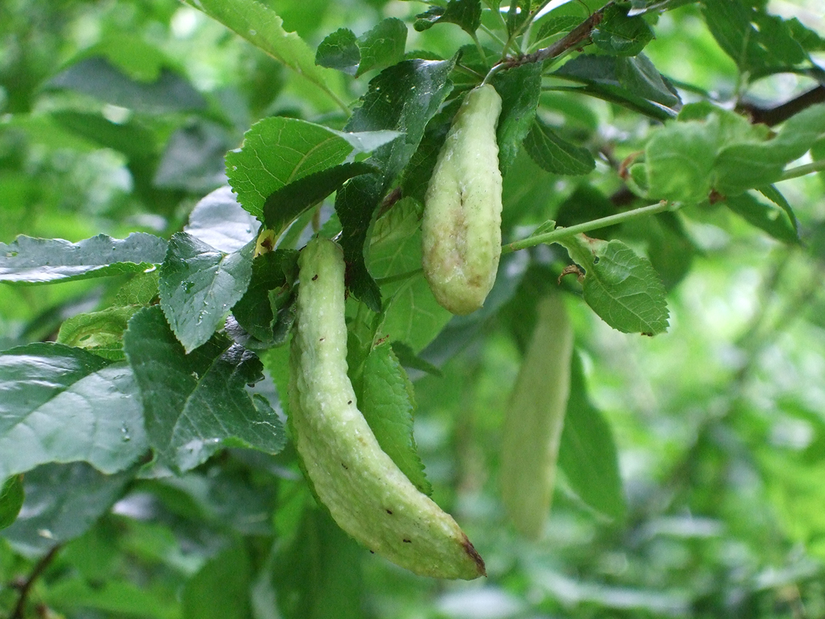 Hurlup la prun și corcoduș. Boala care deformează fructele - Agromedia