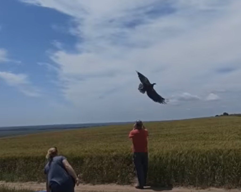 Un localnic a salvat un pui de codalb, specie de păsări protejată prin ...