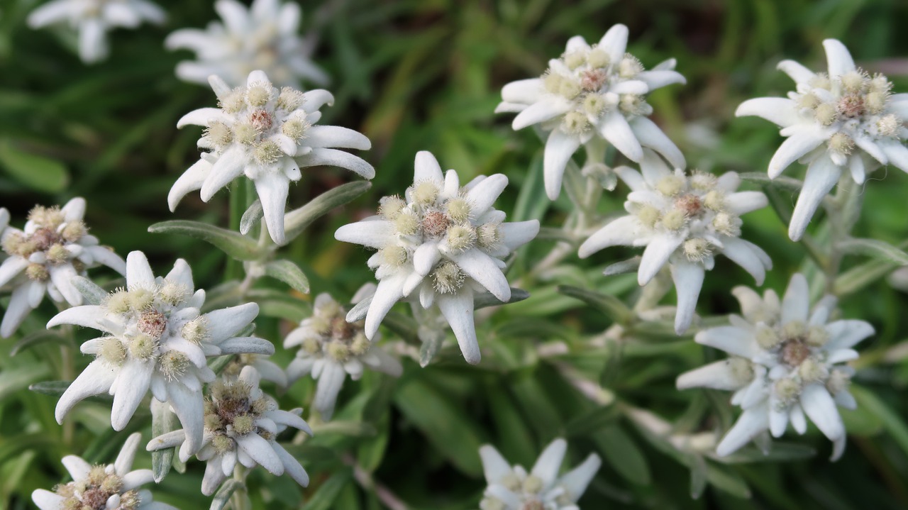 O orhidee rară și protejată prin lege a înflorit în Parcul Natural ...