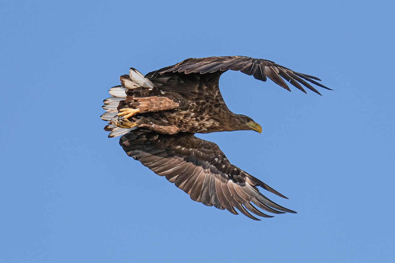 Un localnic a salvat un pui de codalb, specie de păsări protejată prin ...