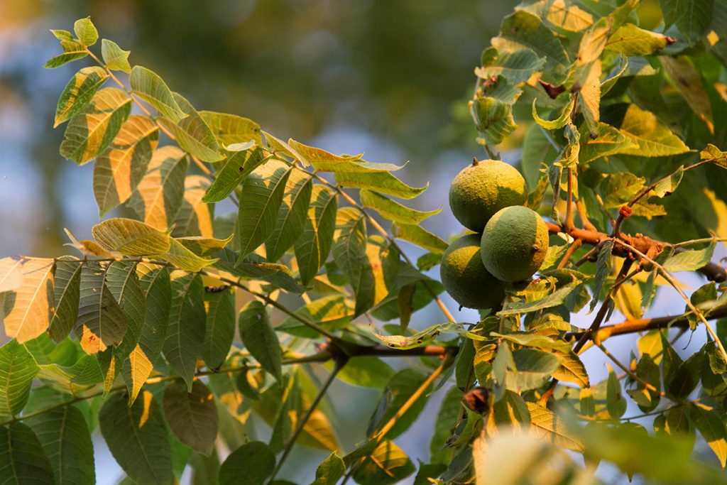 Legenda nucului 2021. Ce se spune despre acest copac - Agromedia