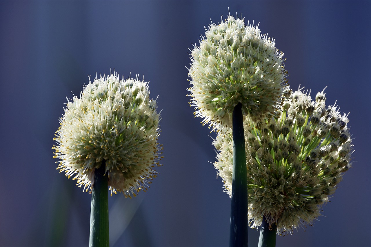 Recoltarea semințelor de ceapă și usturoi - când se face - Agromedia