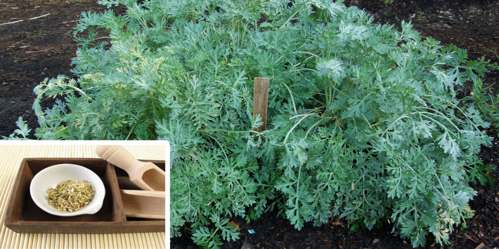 Pelinul este o plantă străveche cu o mulțime de promisiuni de sănătate ...