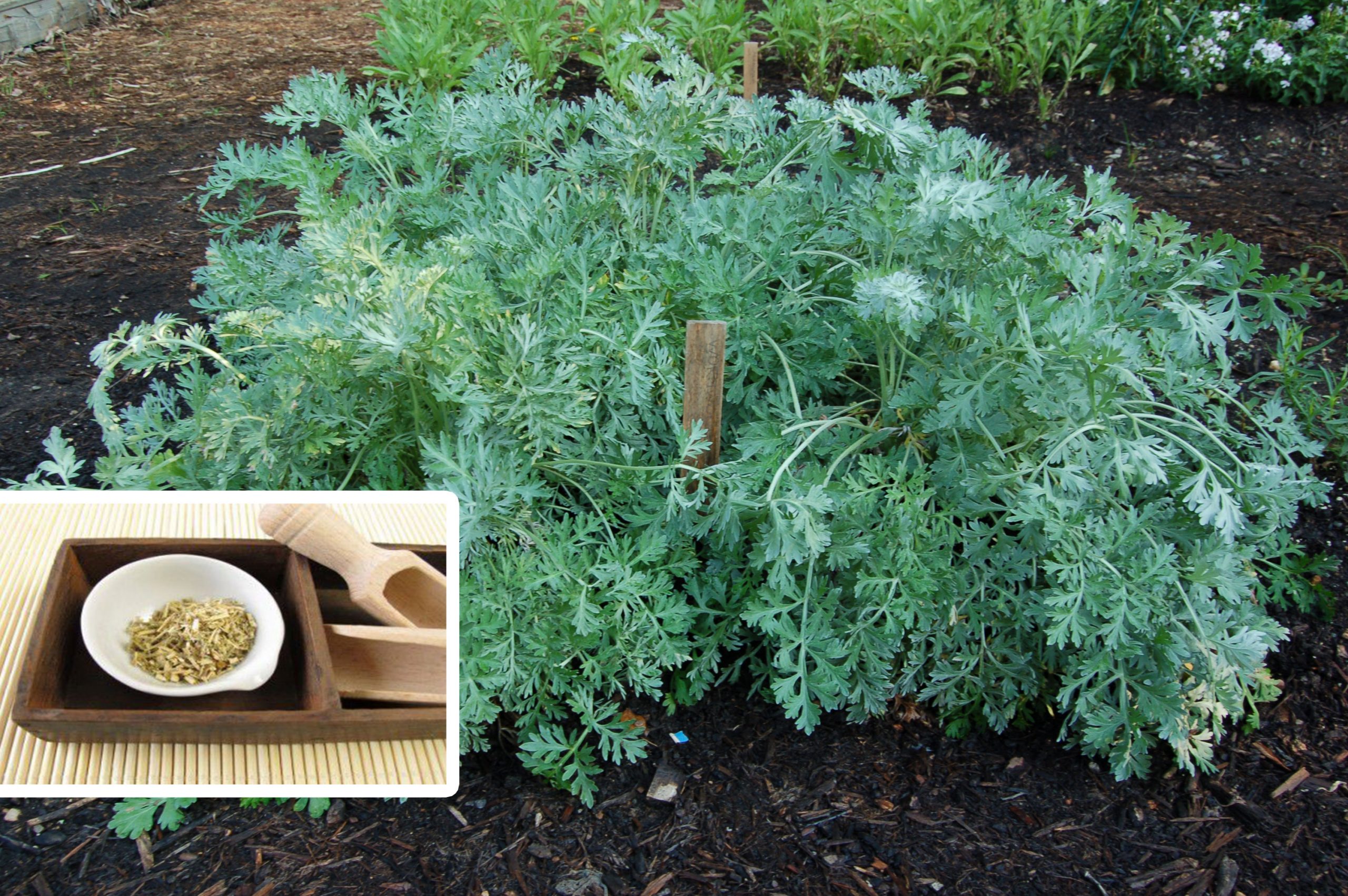 Pelinul este o plantă străveche cu o mulțime de promisiuni de sănătate ...