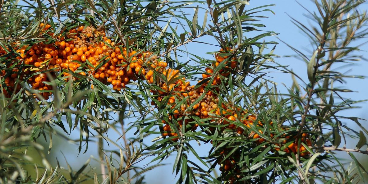 Totul despre cultura de cătină: plantare, îngrijire și recoltare ...