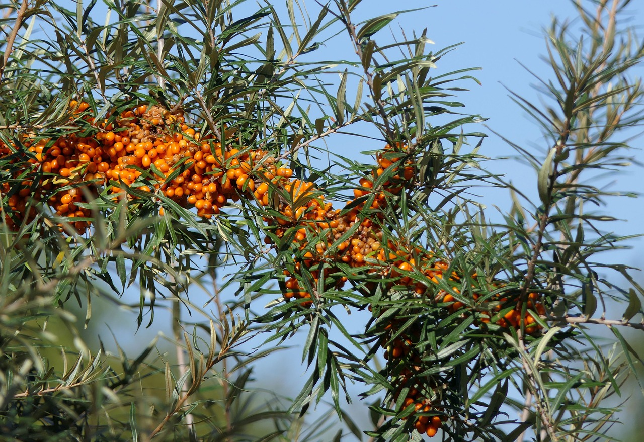 Totul despre cultura de cătină: plantare, îngrijire și recoltare ...