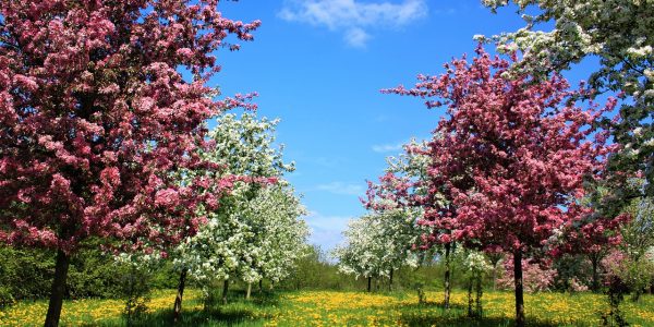 Tratamente de primăvară pomi fructiferi. Cum și când se efectuează ...