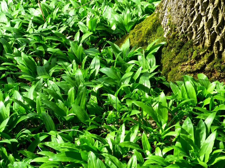 Leurda - planta medicinală a mileniului trei. Beneficii și rețete ...