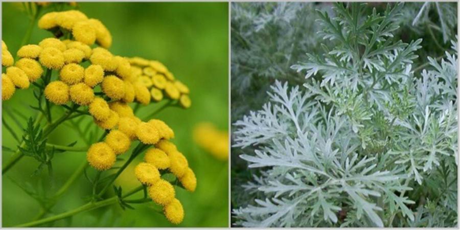 Pelinul te scapă de gândacii de bucătărie, purici, ploșnițe și căpușe ...