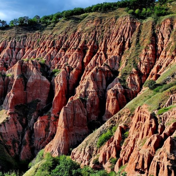 Planta buna pentru circulația sangvină a creierului, pentru inimă ...