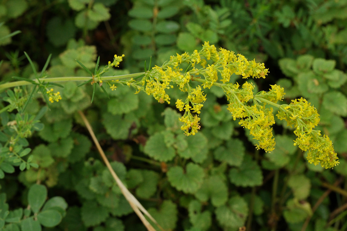 Sânzienele, plante magice pentru sănătate: energizează, curăță ficatul ...